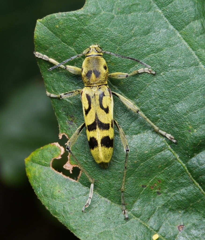 Chlorophorus moupinensis from 贵州省黔南布依族苗族自治州都匀市总阳 on August 12, 2023 at ...