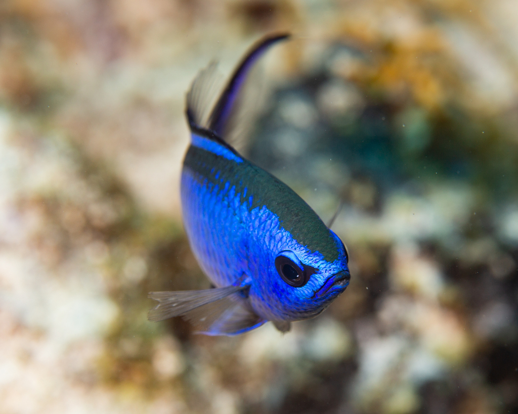Blue Chromis on March 16, 2015 at 10:01 AM by alex_shure. approx ...