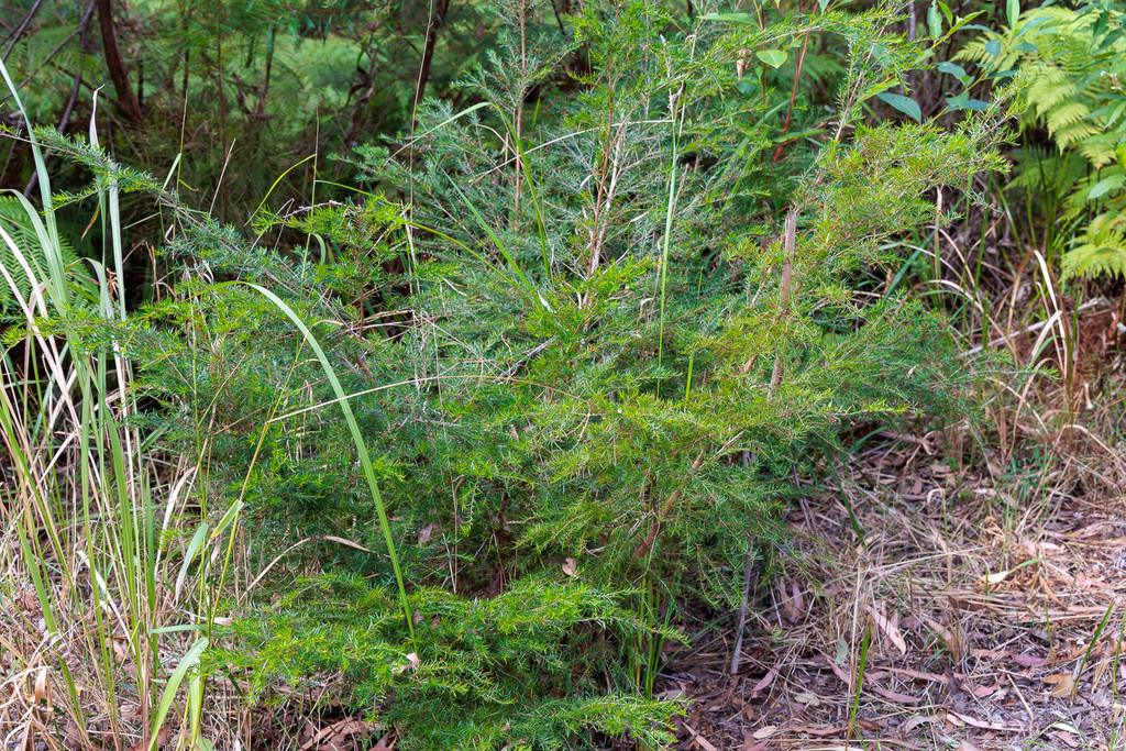 Sannantha similis from Springbrook QLD 4213, Australia on August 24 ...