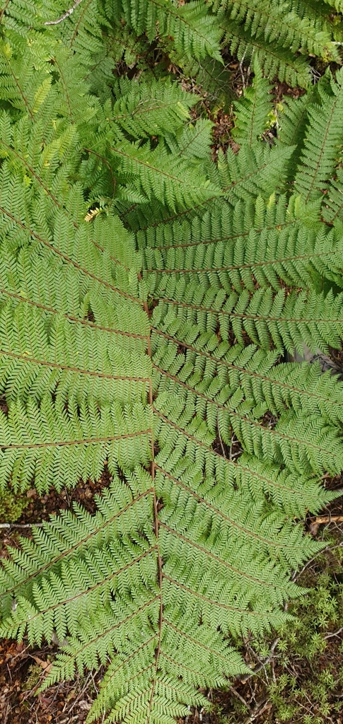 Mountain Tree Fern from Motueka 7198, New Zealand on August 24, 2023 at ...