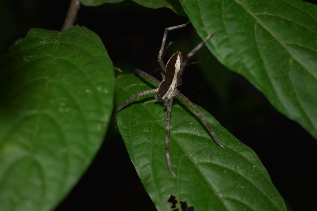 Common White-flanked Water Spider from Mount Makiling, Los Baños ...