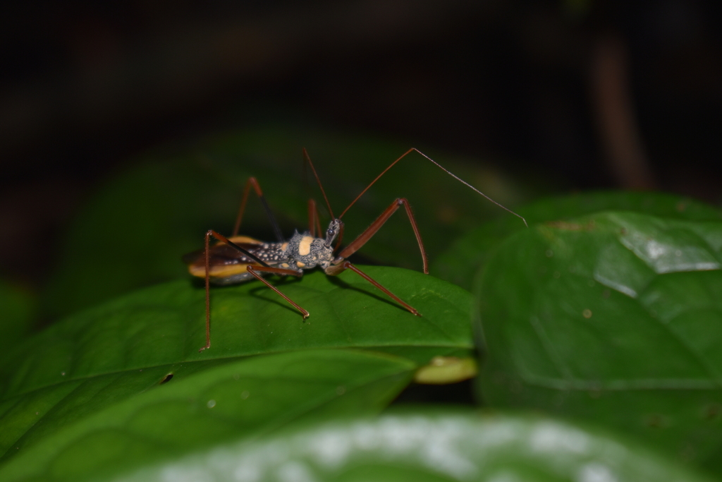 Epidaus from Mount Makiling, Los Baños, Laguna, Philippines on August ...