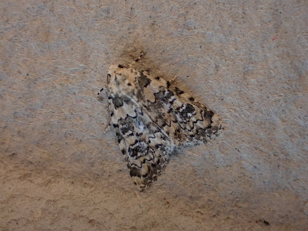 Marbled Beauty from Garden. West Malvern Road, Malvern. Worcestershire ...