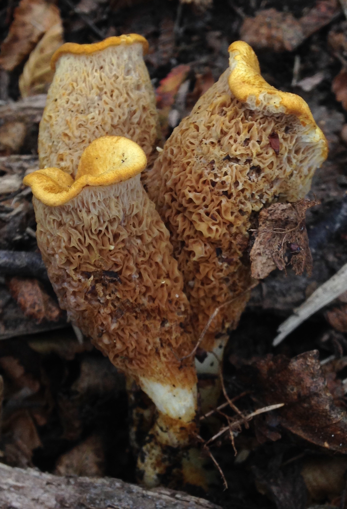 Falsa morilla aceitosa desde Torres del Paine National Park, Torres del ...