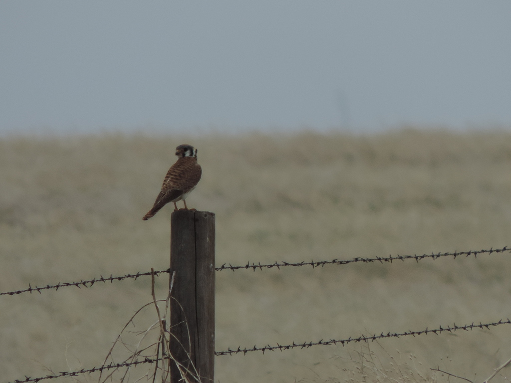 American Kestrel from Pawnee Buttes, Colorado 80729, USA on April 23 ...