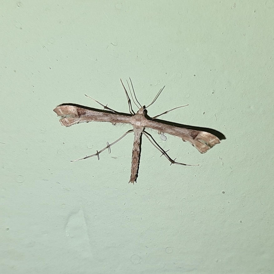 Triangle Plume Moth from Судогда, Владимирская обл., Россия on August ...
