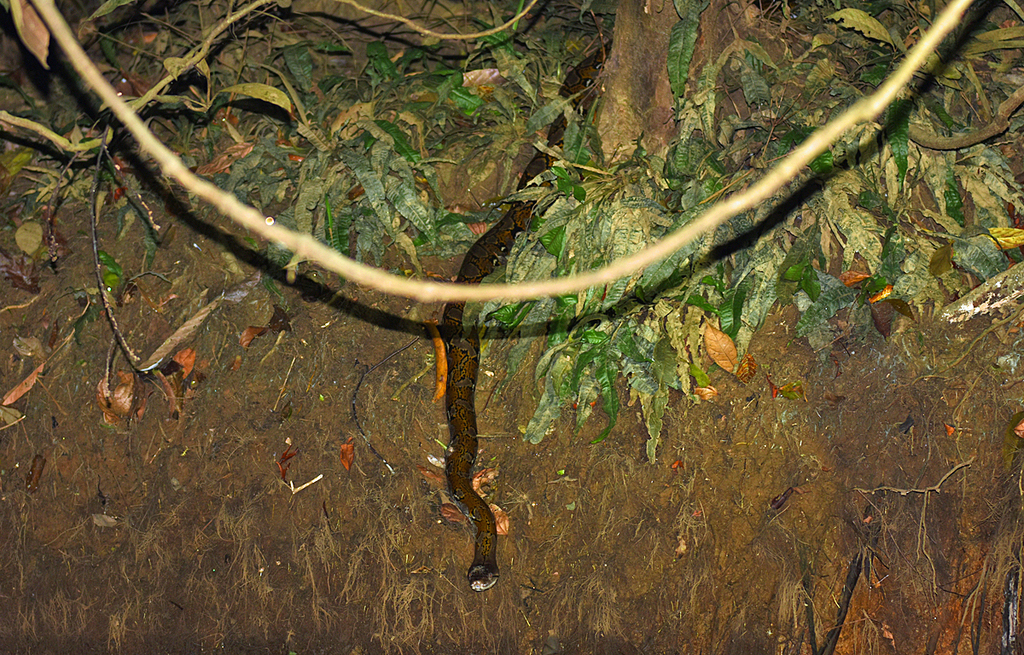 Reticulated Python from Kinabatangan River, Sabah, Malaysia on March 10 ...