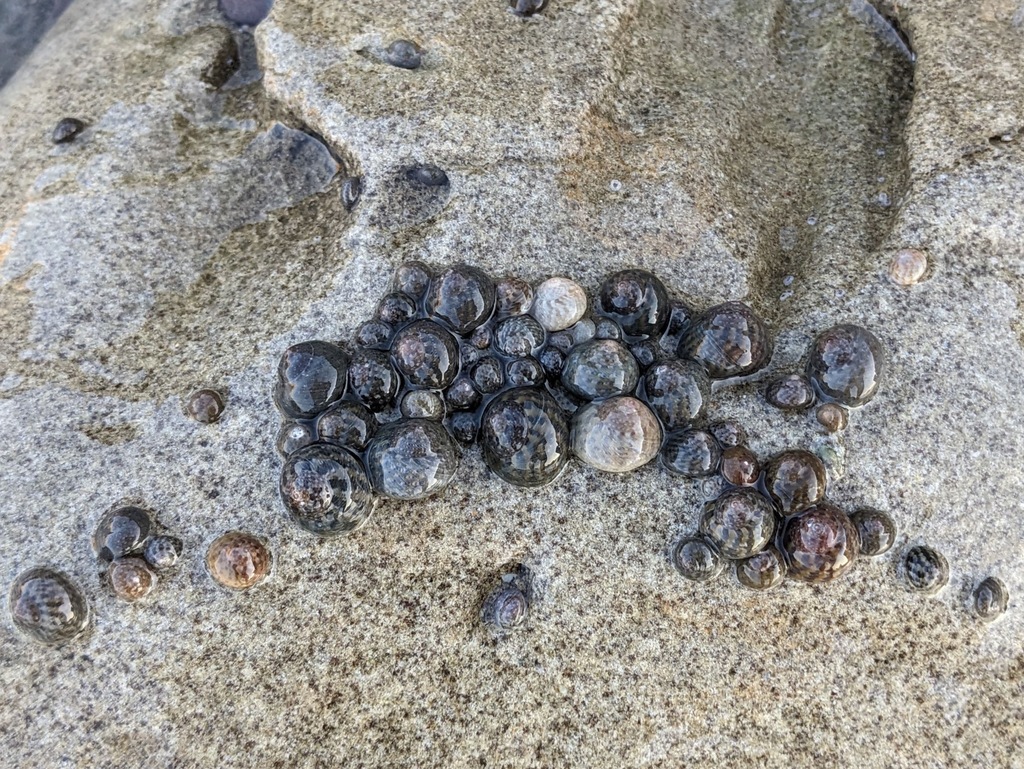 Phorcus mutabilis from Κρήτη, Ελλάδα on August 23, 2023 at 07:08 PM by ...