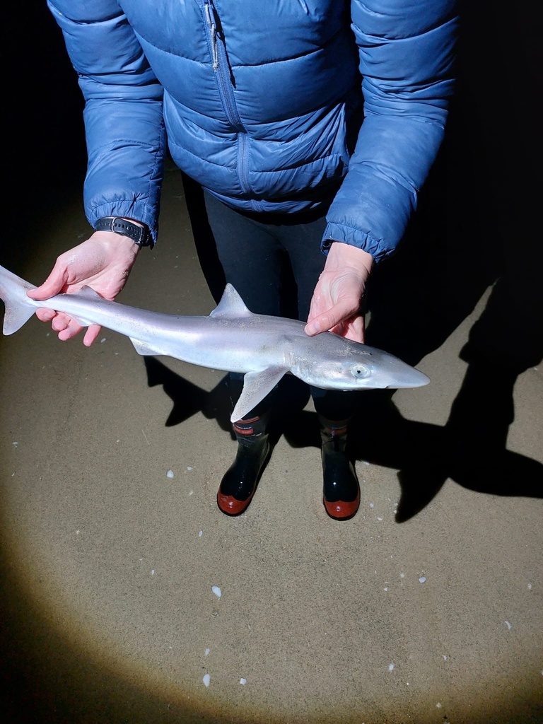 School Shark in August 2023 by Kerry Locker-Lampson. No spots, longish ...