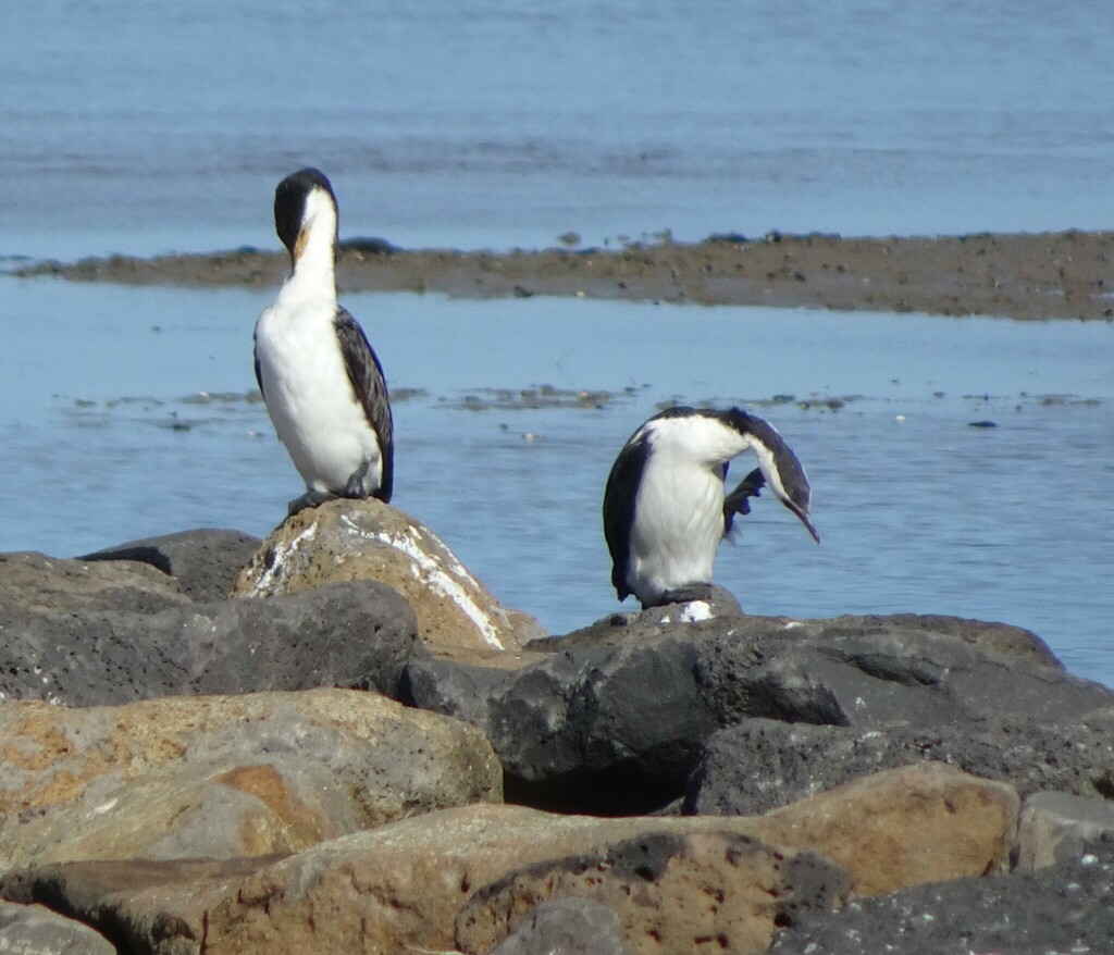 Little Pied Cormorant from Melbourne VIC, Australia on August 24, 2023 ...