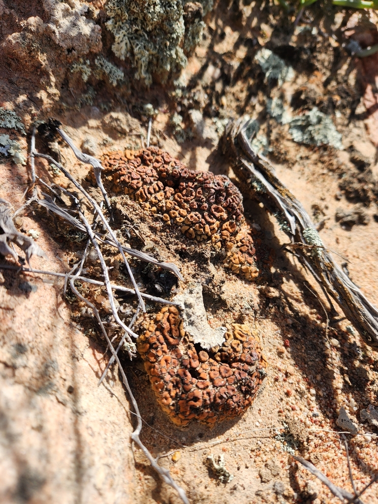 scale lichens and allies from Oudrif on August 22, 2023 at 11:18 AM by ...