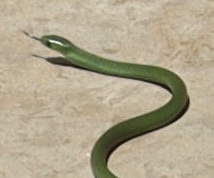 Battersby's Green Snake (Philothamnus battersbyi) - Snakes and Lizards