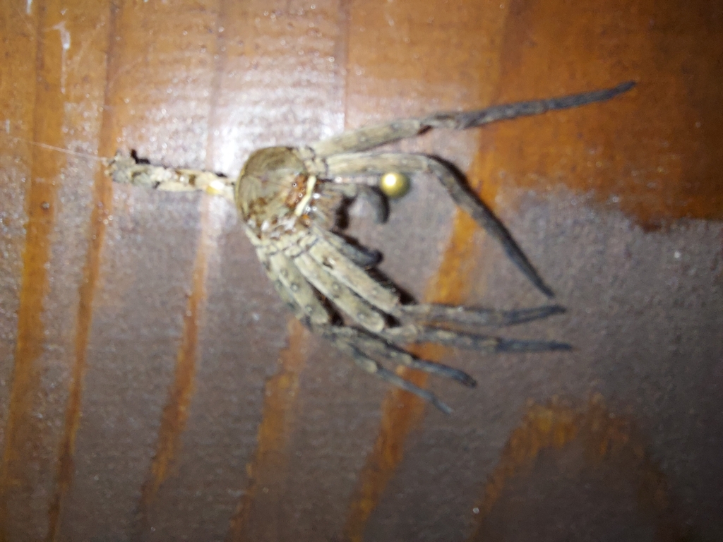 Pantropical Huntsman Spider from 213-53 Ubuyugawa, Hidakagawa, Hidaka ...