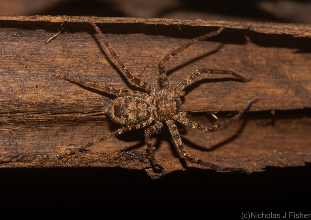 Giant Huntsman Spiders from Tamborine Mountain QLD 4272, Australia on ...