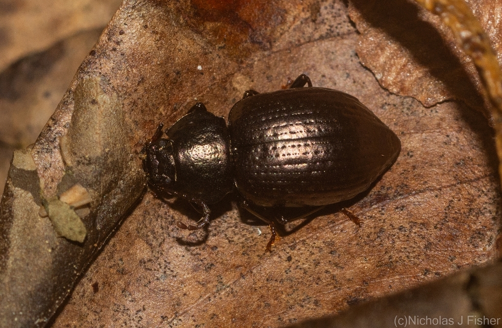 Adelium from Tamborine Mountain QLD 4272, Australia on February 19 ...