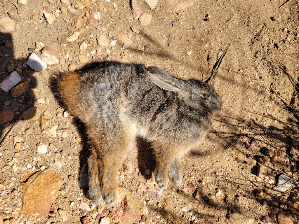 Hewitt's Red Rockhare from South Cape DC, South Africa on August 24 ...