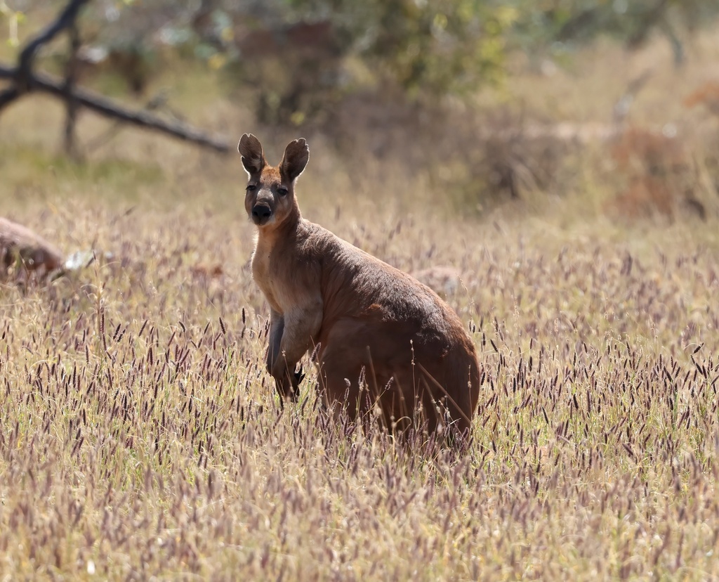 Common Wallaroo from Burrup WA 6714, Australia on August 12, 2023 at 02 ...