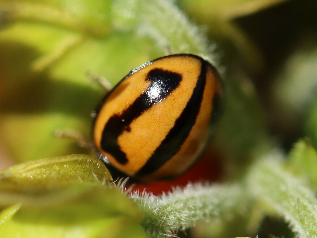 Striped Ladybird in August 2023 by Nature_Lover. Location: Lower Blue ...