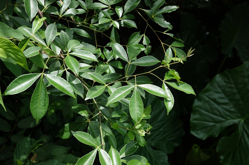 orange climber from 香港老圍 on August 24, 2023 at 11:01 AM by Goofy Ko ...