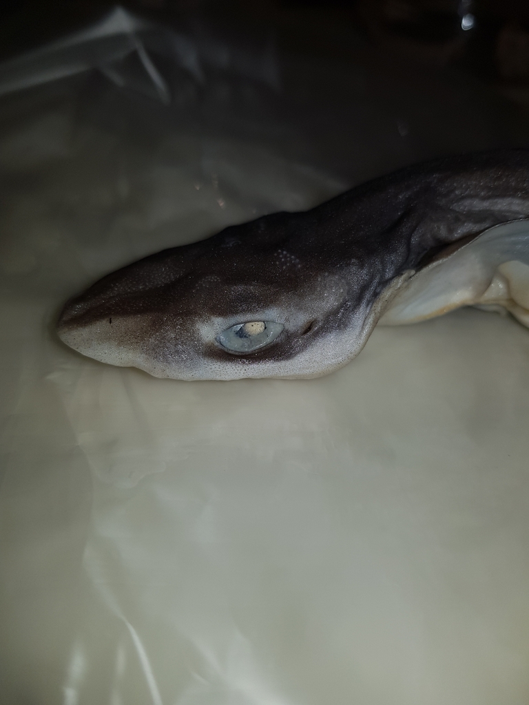 Blacktip Sawtail Catshark in August 2023 by Andy liao · iNaturalist