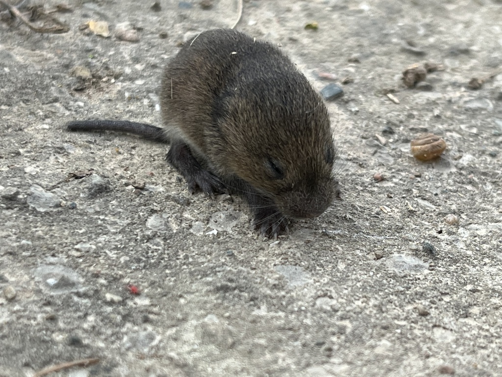 Eastern Heather Vole from Morrison Dam Conservation Area, South Huron ...