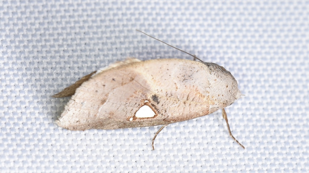 The Cardinal Moth in August 2023 by 桃子 · iNaturalist