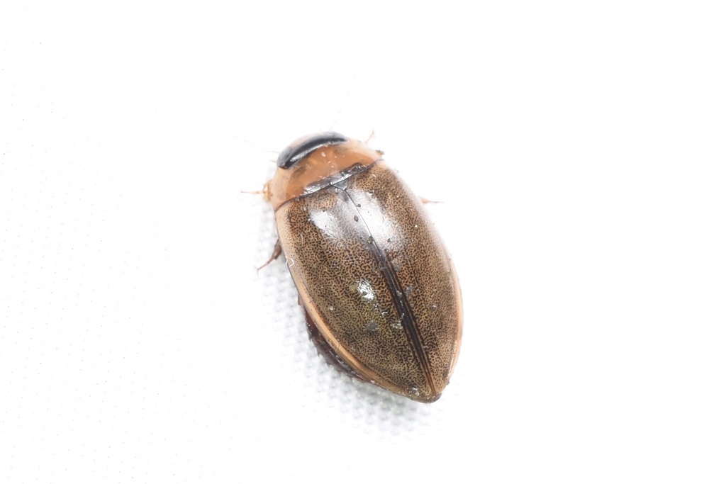 Hydaticus rhantoides in August 2023 by 桃子 · iNaturalist