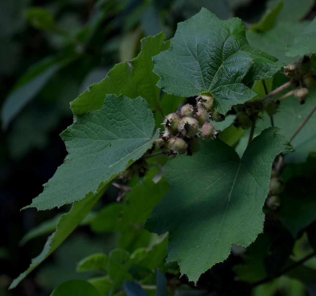 Giant bramble from Lamb Range QLD 4870, Australia on June 30, 2023 at ...