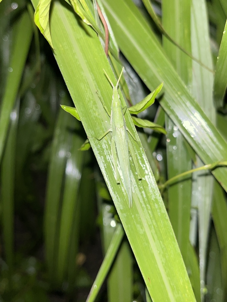 Atractomorpha lata from Amagi, JP-KS, JP on August 24, 2023 at 07:54 PM ...