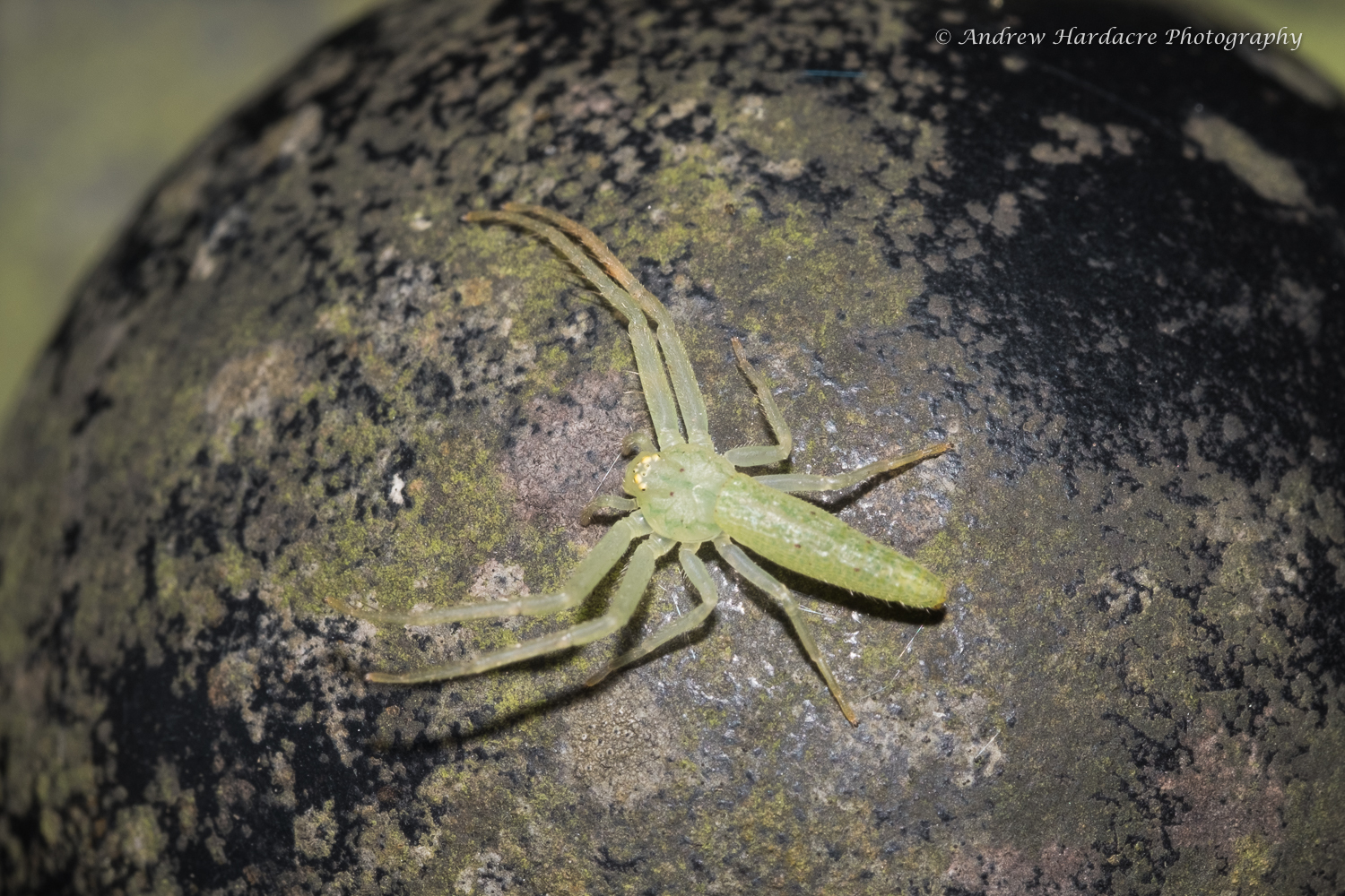 Oxytate hoshizuna Ono, 1978