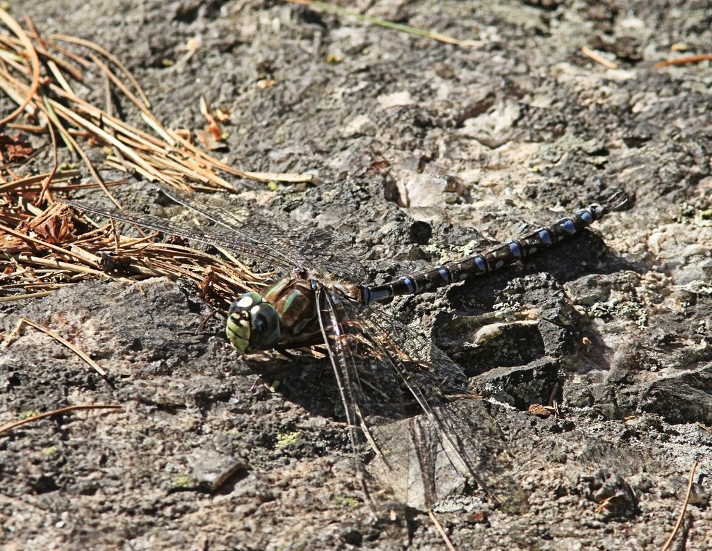 Lake Darner from ON-522, Unorganized Centre Parry Sound District, ON ...
