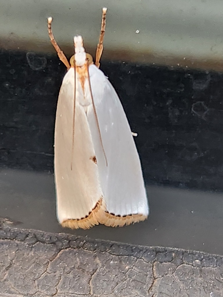 Snowy Urola Moth from Columbia, MD, USA on August 18, 2023 at 06:30 AM ...