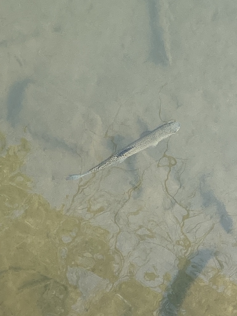 Rainbow Trout from Cook Forest State Park, Cooksburg, PA, US on August ...