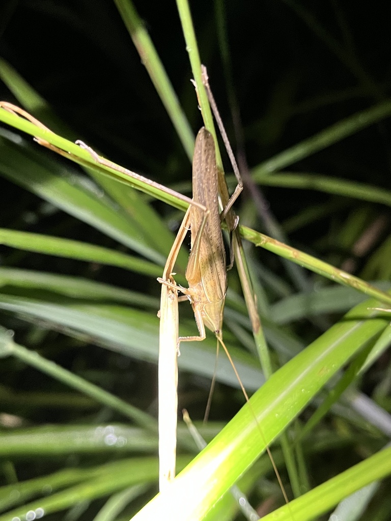 Euconocephalus varius from Amagi, JP-KS, JP on August 24, 2023 at 08:13 ...