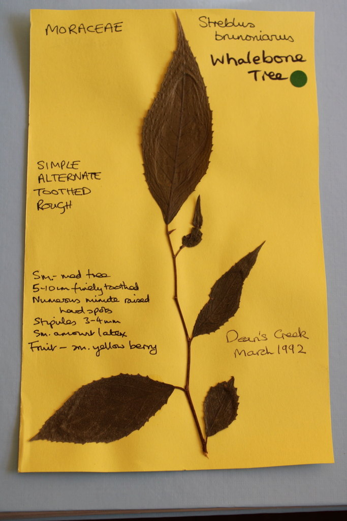 whalebone tree from Dean's Creek, Tinonee NSW 2430, Australia on March ...