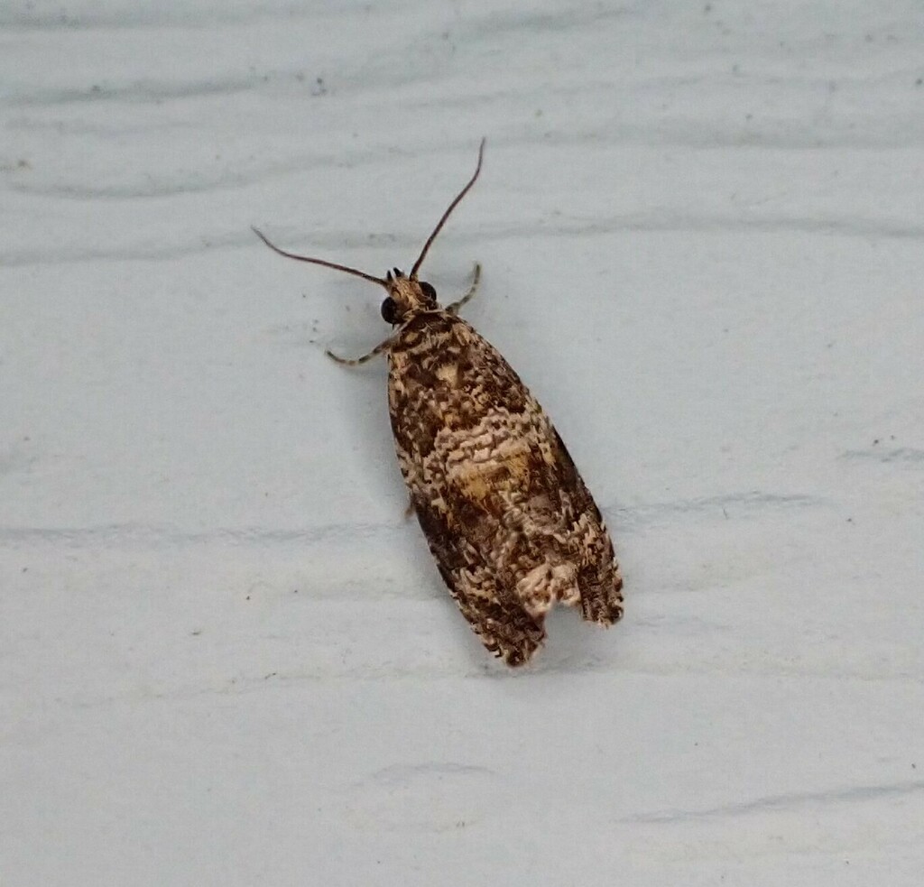 Celypha Moth from Chester County, PA, USA on August 24, 2023 at 04:48 ...