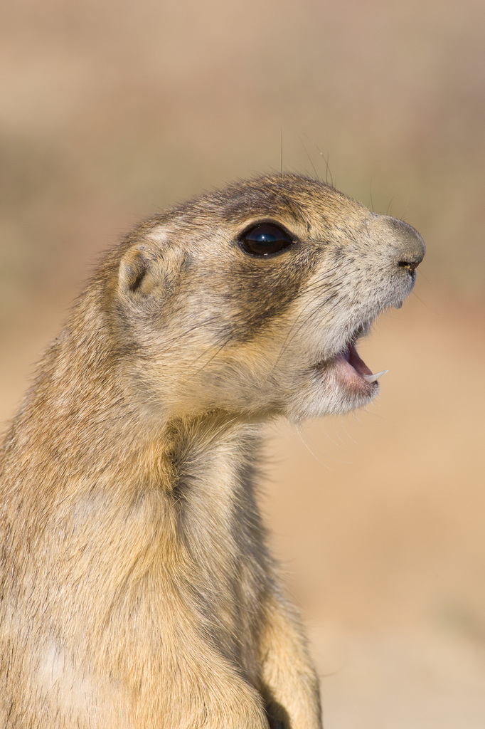White-tailed Prairie Dog from near Bittercreek, WY on August 19, 2008 ...