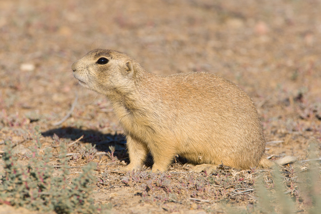 White-tailed Prairie Dog (Cynomys leucurus) - Know Your Mammals