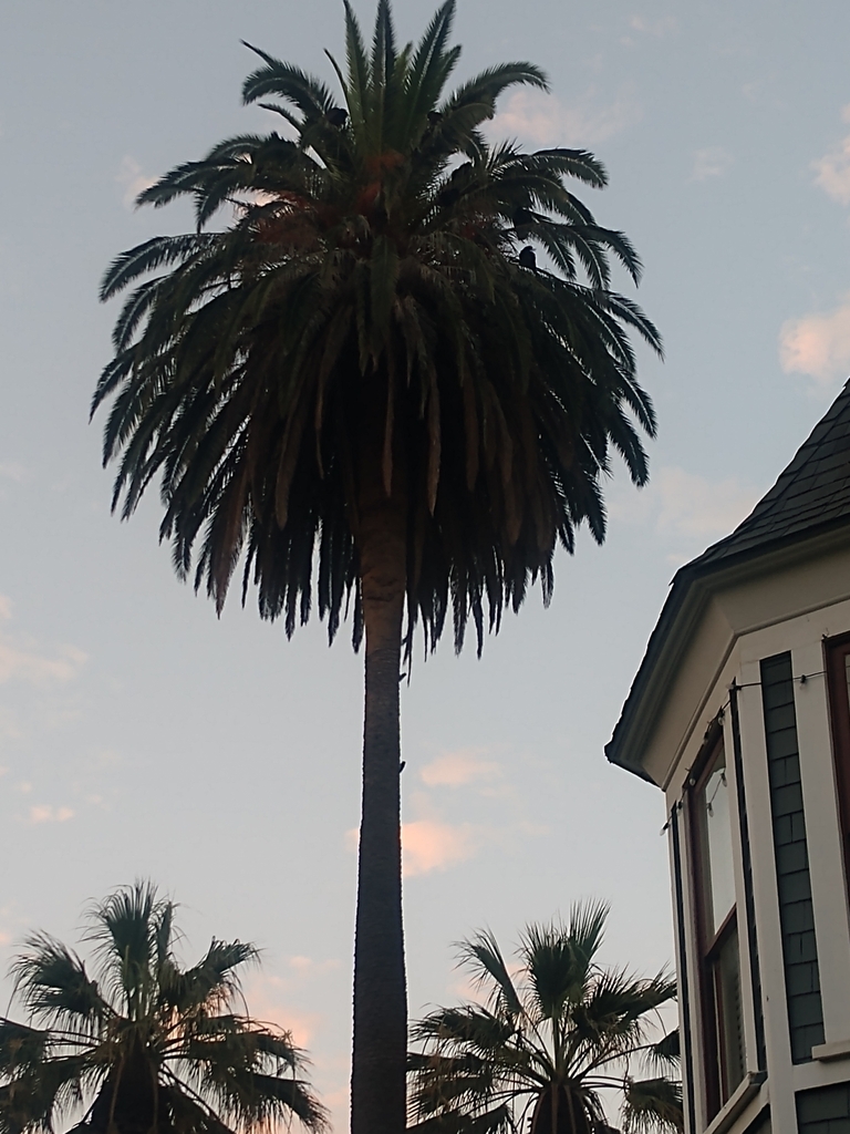 Canary Island palm from Monrovia, CA, USA on August 24, 2023 at 06:25 ...