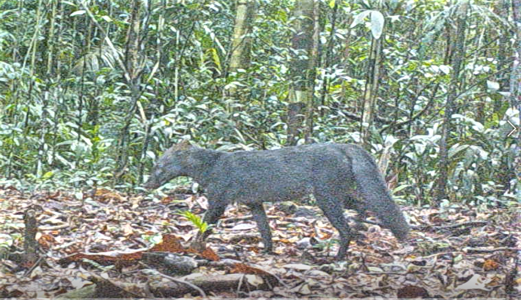 Atelocynus microtis (Sclater, 1883)