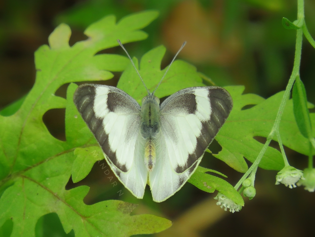 Striped Albatross from Vetal Tekdi on August 23, 2023 at 09:44 AM by ...