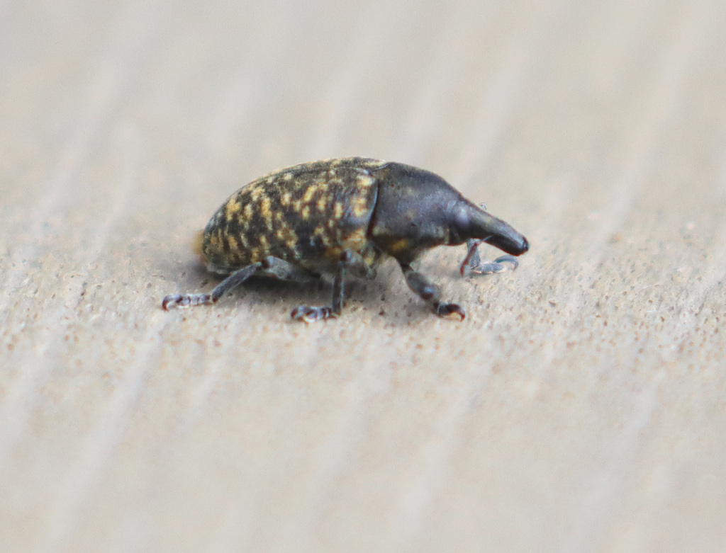 Larinus turbinatus from 8660 Skanderborg, Denmark on August 24, 2023 at ...