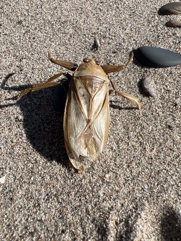 American Giant Water Bug from Alnwick, NB, CA on August 24, 2023 at 10: ...