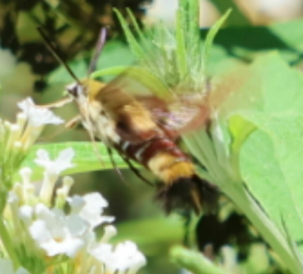 Hemarina from 未定義的位置 on August 24, 2023 by sssssy · iNaturalist