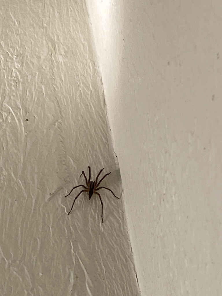 Grass Spiders from View Point Dr, Columbia Station, OH, US on August 23 ...