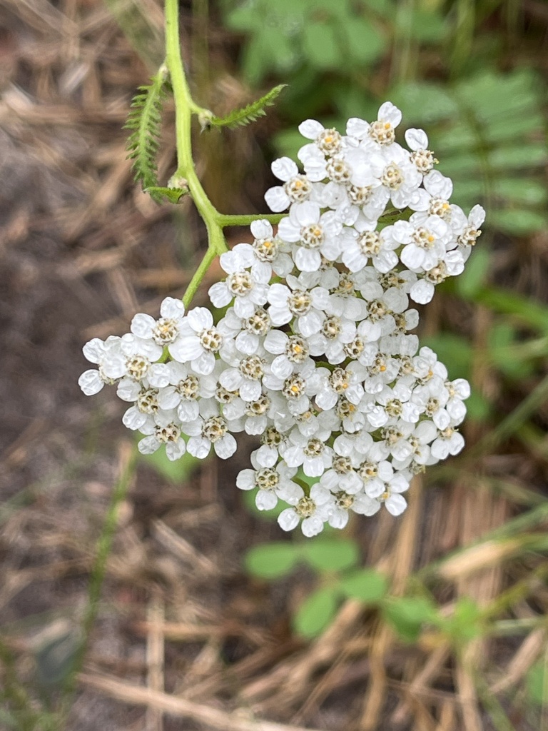 common yarrow from Mackinaw City, MI, US on August 23, 2023 at 02:22 PM ...