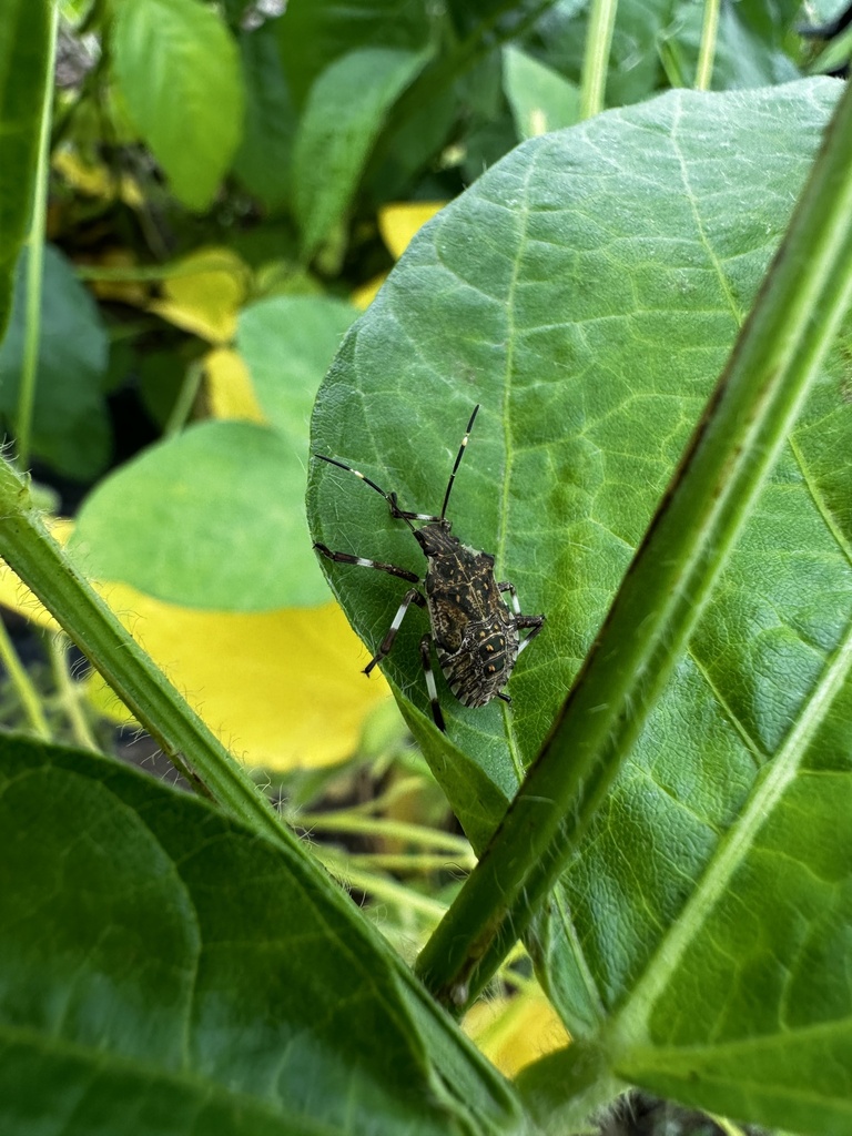 Brown Marmorated Stink Bug from Rakuno Gakuen University, Ebetsu ...