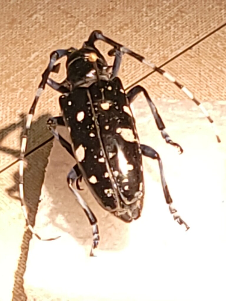 Asian Longhorned Beetle from North Center, Chicago, IL, USA on July 20 ...