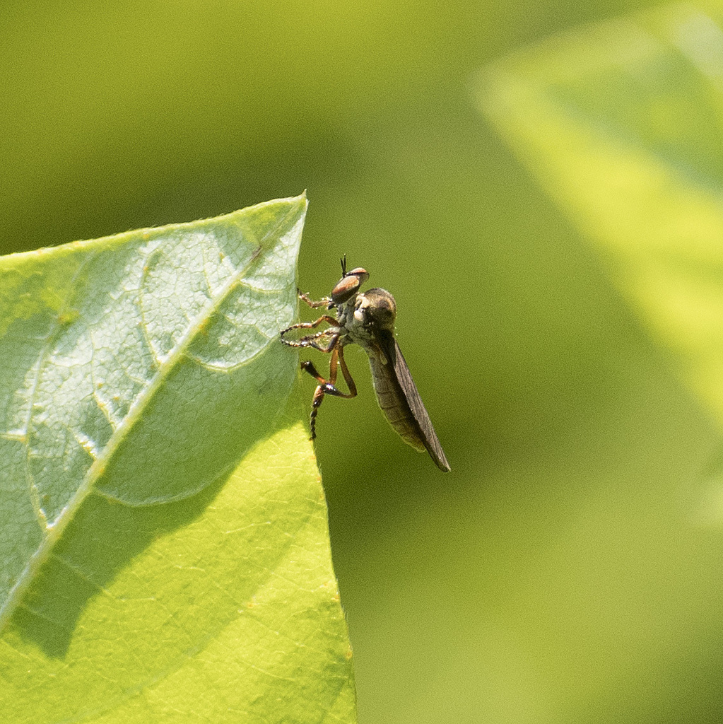 Gnat Ogres from Montgomery County, OH, USA on August 19, 2023 at 01:10 ...