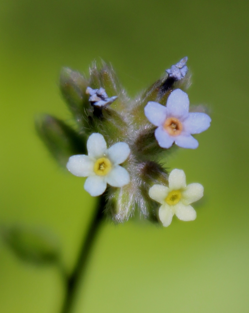 Changing Forget-me-not (Falkland Islands - Plants, Algae and Lichens ...